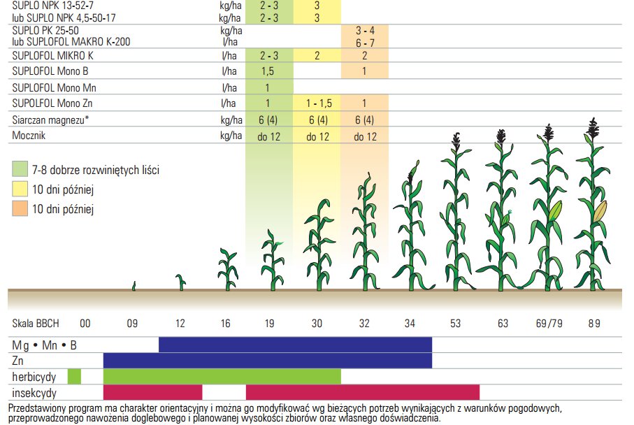 Kukurydza | Suplo - Producent nawozów mineralnych
