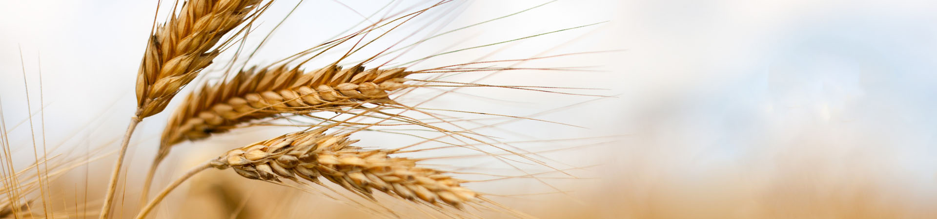 Suplo - Producent nawozów mineralnych